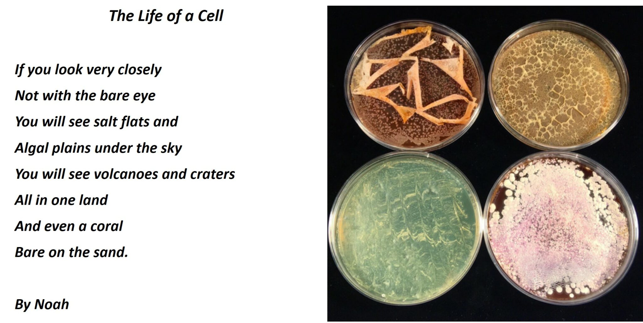 Bacterial Chemical Communication at Barford Primary - The SAW Trust